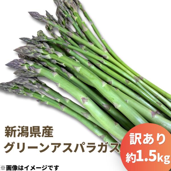 【発売日：2026年04月29日】画像はサンプルです。内容量：1.5kg規格外・訳ありB品のため、サイズのばらつきや曲がり、穂先の開き、キズ、色むら等がある場合がございます。見た目に個体差はございますが、味や品質には問題なく、美味しくお召し...