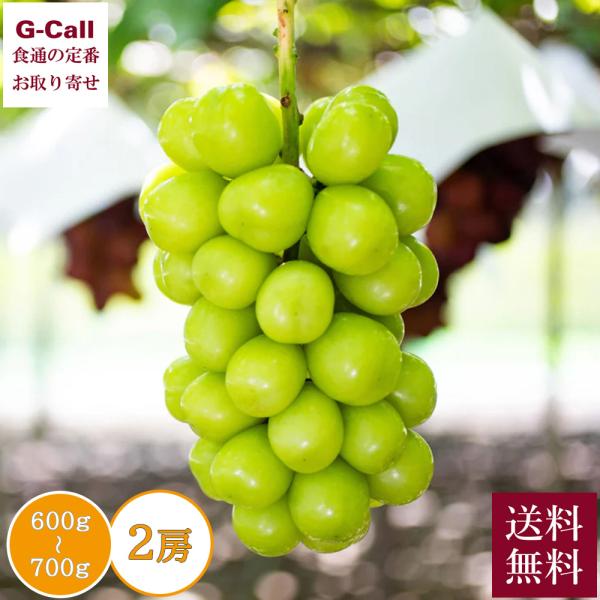 【発売日：2026年07月15日】【注意】収穫状況や生育状況によっては、お届けが前後する場合がございます。あらかじめご了承ください。申込受付：8月7日11時までお届け期間：7月中旬〜8月中旬まで※お届け日のご指定は承ることができません。※商...