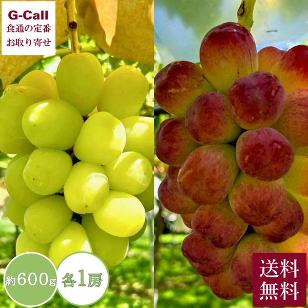 【発売日：2026年04月01日】★【注意】収穫状況や生育状況によっては、出荷が遅れる場合がございます。あらかじめご了承ください。申込受付：3月19日11時まで出荷期間：4月上旬発送予定※入荷状況により前後する場合もございます。※お届け日の...