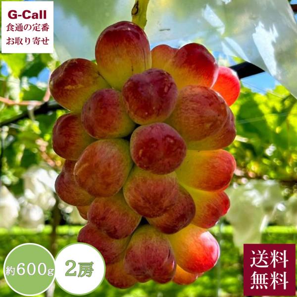 【発売日：2026年04月01日】★【注意】収穫状況や生育状況によっては、出荷が遅れる場合がございます。あらかじめご了承ください。申込受付：3月19日11時まで出荷期間：4月上旬発送予定※入荷状況により前後する場合もございます。※お届け日の...