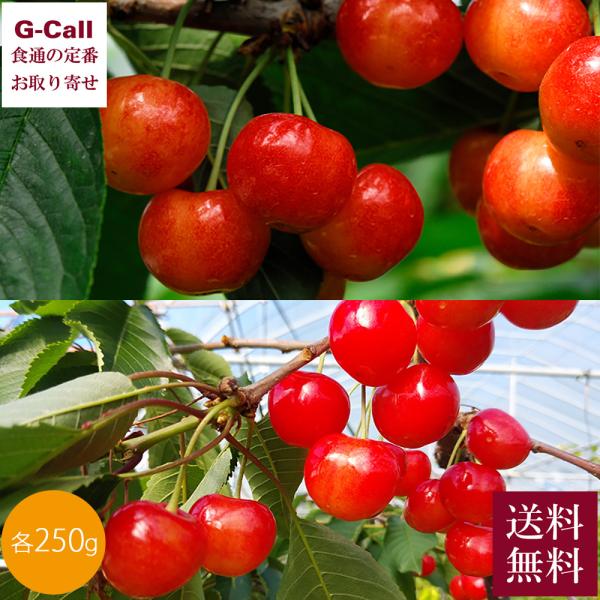 【発売日：2026年07月03日】【注意】収穫状況や生育状況によっては、お届けが前後する場合がございます。あらかじめご了承ください。申込受付：7月7日11時まで発送期間：7月上旬〜7月下旬頃※お届け日のご指定は承ることができません。※お届け...