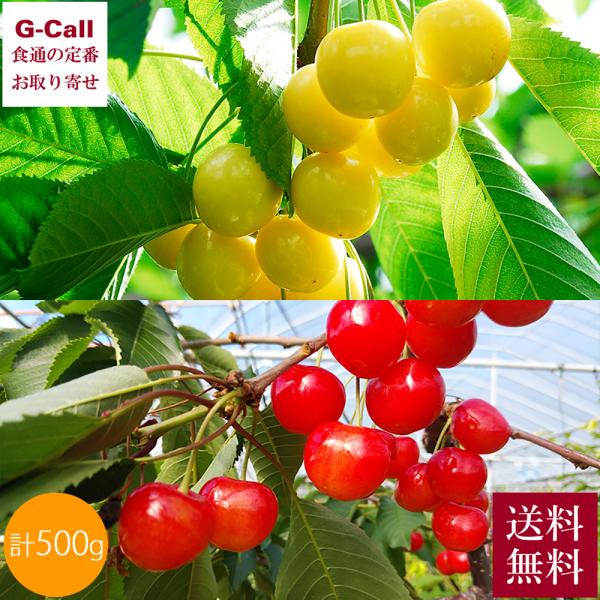 【発売日：2026年07月03日】【注意】収穫状況や生育状況によっては、お届けが前後する場合がございます。あらかじめご了承ください。申込受付：7月7日11時まで発送期間：7月上旬〜7月下旬頃※お届け日のご指定は承ることができません。※お届け...