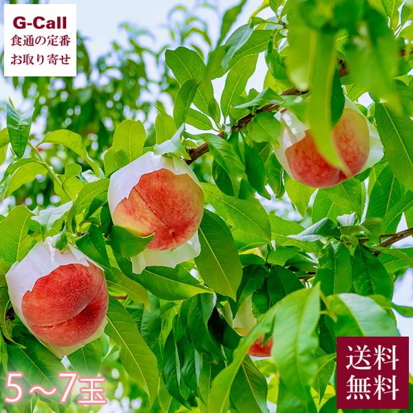 【発売日：2026年08月05日】【注意】収穫状況や生育状況によっては、お届けが前後する場合がございます。あらかじめご了承ください。申込受付：8月28日11時まで出荷期間：8月上旬〜9月上旬まで※お届け日のご指定は承ることができません。※お...