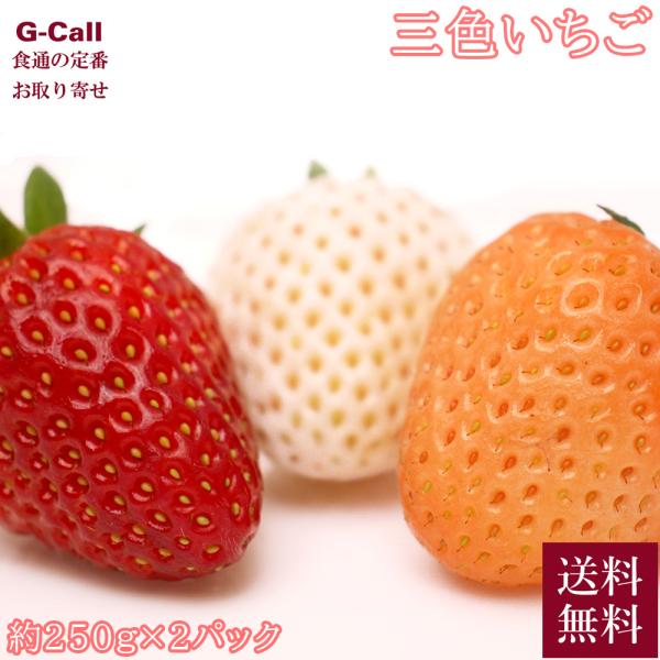 【注意】収穫状況や生育状況によっては、出荷が遅れる場合がございます。あらかじめご了承ください。申込受付：2月25日11時までお届け期間：2月末頃まで※お届け日のご指定は承ることができません。※お届け日は目安です。商品出荷後はキャンセル不可と...