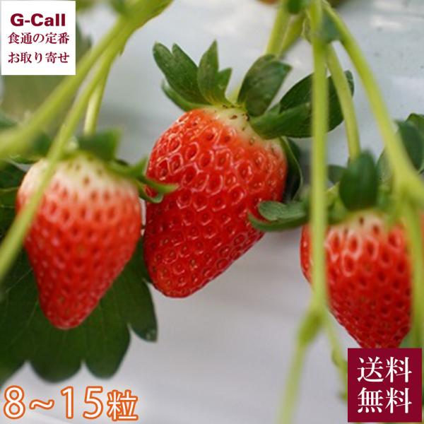 【発売日：2025年11月25日】★【注意】収穫状況や生育状況によっては、発送が遅れる場合がございます。あらかじめご了承ください。申込受付：2026年3月23日11時まで発送期間：11月下旬から2026年3月末まで※配達日のご指定は承ること...