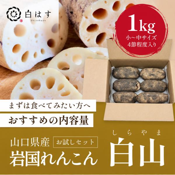 ■ブランド名白はす■入数贈答用岩国蓮根（1kg）■農場おすすめご到着後３〜４日以内にお召しいただけると水分量も豊富でおいしく食べられます。■主な成分主な成分【ビタミンC】れんこんには熱に強いビタミンCが多く含まれ、風邪予防や美肌づくり、疲労...