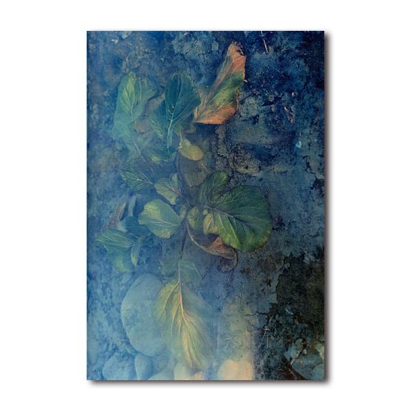 近年横田が取り組む多摩川中流域とそこに自生する植物を対象としたシリーズです。大判カメラを用いて風景や植物に直接向き合い、特にカラシナ（アブラナ科）を執拗に写真に収めています。継続して写真というメディアに対して問いを投げかけてきた横田にとって...