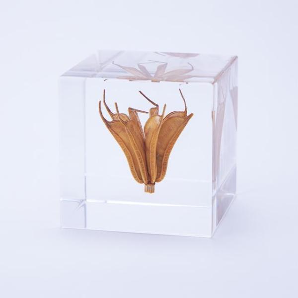 宙言葉：甘い誘惑「さく果」と呼ばれる果実は、乾燥すると割れて、中の種を外に出します。イスラムの世界では、その種子を古くから薬として。ヨーロッパでは、お菓子の香料として使われていました。果実の先の尖った部分は、雄しべのなごり。花言葉は「夢の中...