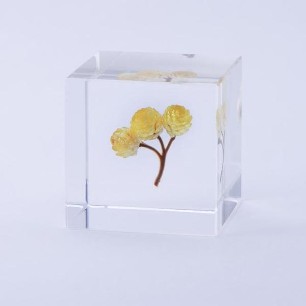 宙言葉：心の太陽「イモーテル」は「不滅」を意味します。また、属名の「Helichrysum（ヘリクリサム）」は、ギリシャ語で「Helios(太陽)」と「Chrysos(金色)」を合わせたものが由来です。金色の小さな花は、燃え尽きることのない...