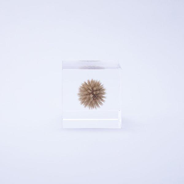 宙言葉：意外な一面青い宝石（ルリタマ）のような花をつけることが、名前の由来です。ギリシャ語でハリネズミを意味する「エキノプス」とも呼ばれています。トゲの1つ1つはまだ小さなつぼみ。このつぼみが開くと一転、ふわふわの花になります。アザミという...