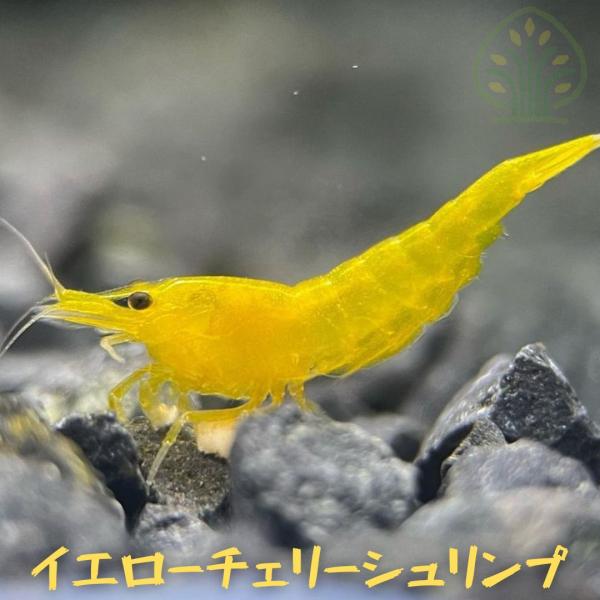 【学　名】Neocaridina davidi【名　称】イエローチェリーシュリンプ（Yellow Cherry Shrimp）※画像は参考個体ですので予めご承知おきください【数　量】３０匹＋α【サイズ】約１．０?１．５cm※目測での採寸にな...