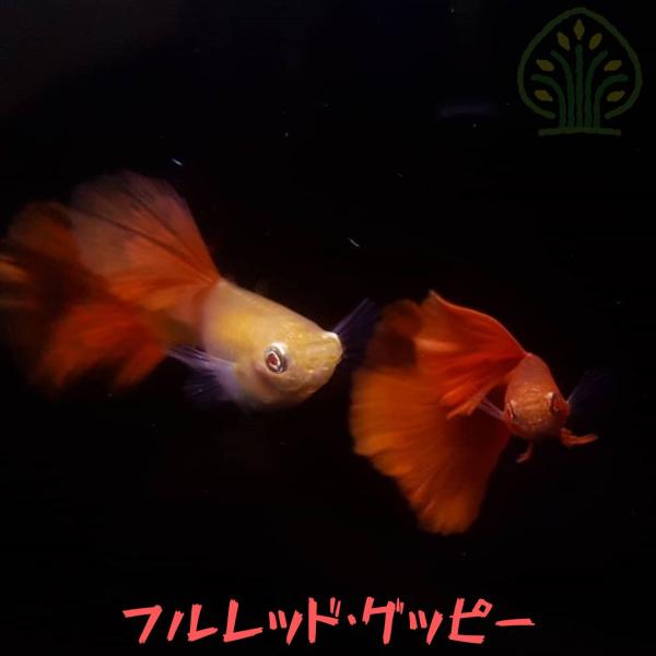 【学　名】Poecilla reticulata var.【名　称】フルレッド・グッピー（Full Red Guppy）※画像は参考個体ですので予めご承知おきください【数　量】２匹（１ペア）【サイズ】約３．０?４．０cm※目測での採寸になり...
