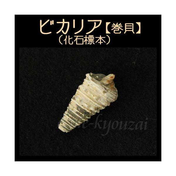 ●化石標本（動物化石・植物化石）の中でも代表的な化石を選びました。 ●自然化石のため、寸法は若干異なります。　品切れの場合はご容赦ください。時代：新生代　原産地：岡山県大きさ 約40×50mm