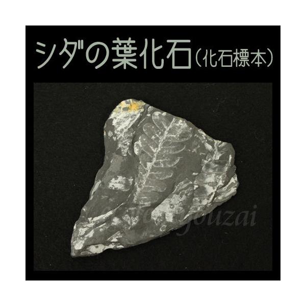 ●化石標本（動物化石・植物化石）の中でも代表的な化石を選びました。 ●自然化石のため、寸法は若干異なります。　品切れの場合はご容赦ください。時代：中生代　原産地：アメリカ大きさ 約50×80mm