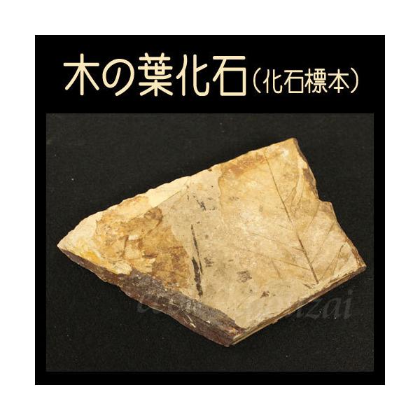 ●化石標本（動物化石・植物化石）の中でも代表的な化石を選びました。 ●自然化石のため、寸法は若干異なります。　品切れの場合はご容赦ください。時代：新生代　原産地：岡山県大きさ 約50×80mm