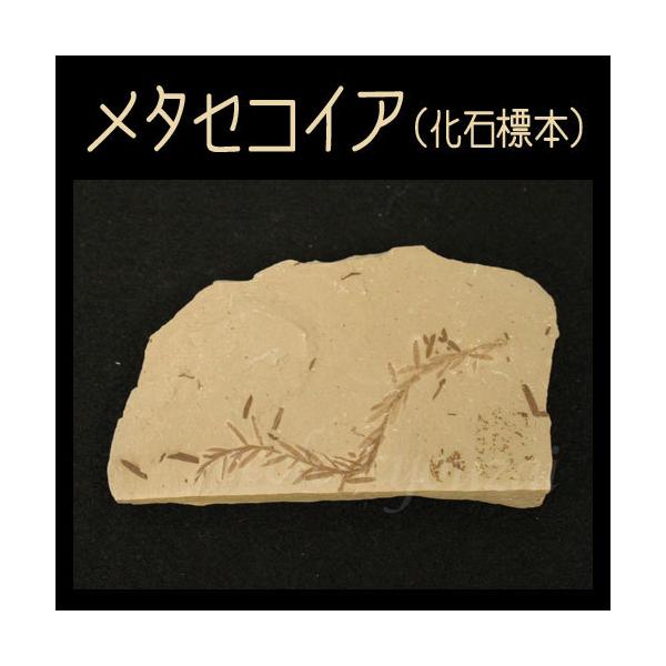 ●化石標本（動物化石・植物化石）の中でも代表的な化石を選びました。 ●自然化石のため、寸法は若干異なります。　品切れの場合はご容赦ください。時代：新生代　原産地：アメリカ大きさ 約40×30mm