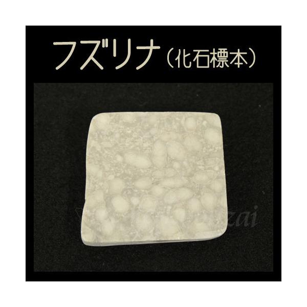 ●化石標本（動物化石・植物化石）の中でも代表的な化石を選びました。 ●自然化石のため、寸法は若干異なります。　品切れの場合はご容赦ください。時代：中生代　原産地：岐阜県大きさ 約35×50mm