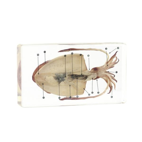 ※生物ですので、大きさ、形状等はバラツキがあります。・無セキツイ動物の体の内部のつくりを観察するのに便利です。・プラスチック封入標本ですので、手にとって手軽に観察ができます。仕様大きさ : 190×105×30mm付属品 : 収納ケース□発...