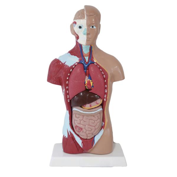 仕様分解数: 7分解　胴体、心臓、肝臓、胃、腸、肺(2分解)大きさ: 約130（W）×85（D）×260（H）mm/全高26センチの個人学習用です。□発送までの手順１．ご注文をしていただきます。２．在庫がある場合は翌日、翌々日に出荷できます...