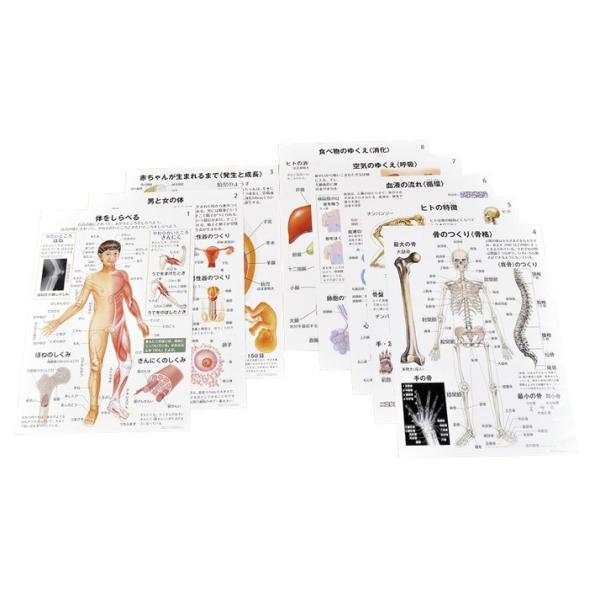 内容1. 体を調べる2. 男と女の体3. 赤ちゃんが生まれるまで4. 骨のつくり5. ヒトの特徴6. 血液の流れ7. 空気のゆくえ8. 食べ物のゆくえ大きさ：A全判（594×841mm）仕様：パネル　アルミフレームパネル、吊り下げ用金具付き...