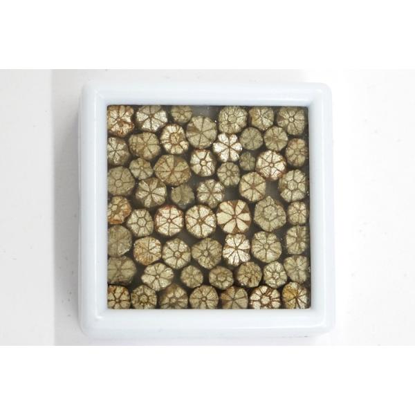 ケースサイズ　4cm四方　菫青石の双晶が雲母化した石です。柱状で産出されますが、どこを折っても桜のような花弁模様が出ます。　ケース入り京都府亀岡市産