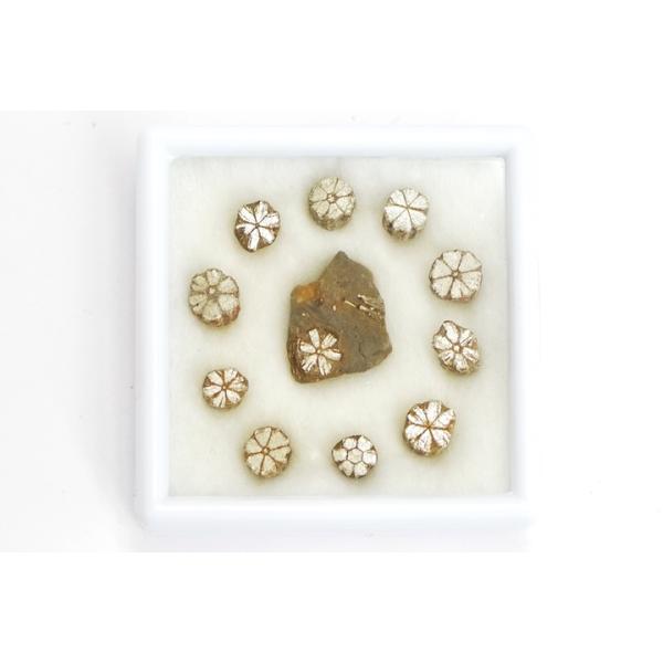 ケースサイズ 5cm四方 菫青石の双晶が雲母化した石です。柱状で産出されますが、どこを折っても桜のような花弁模様が出ます。　ケース入り京都府亀岡市産