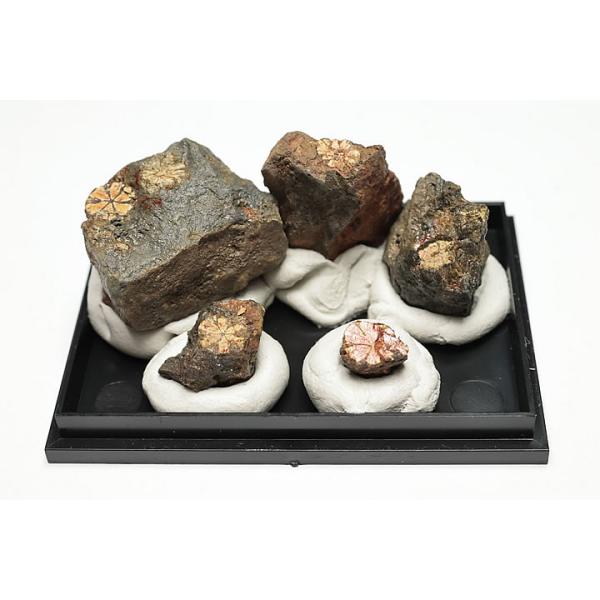 菫青石の双晶が雲母化した石です。柱状で産出されますが、どこを折っても桜のような花弁模様が出ます。5.8×4.0×3.9cmのケースに入っています。京都府亀岡市湯の花産