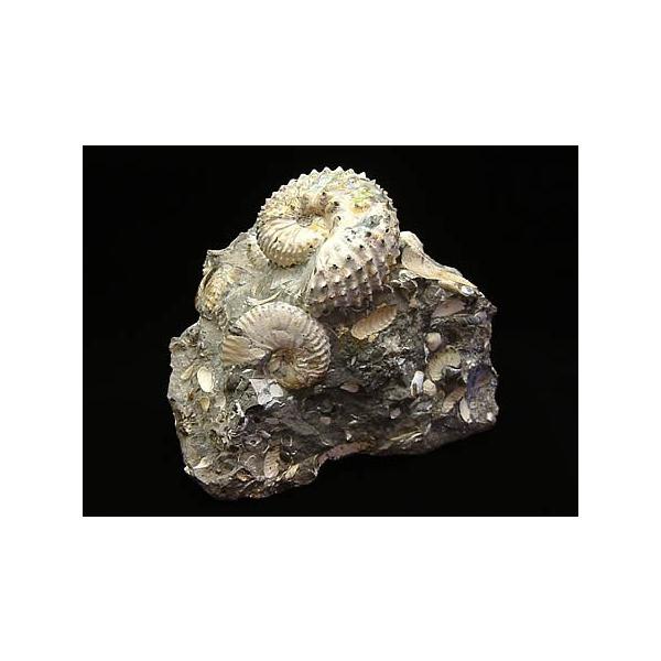 白亜紀後期殻表面から美しく強い光沢のイリデッセンス(遊色)が出ます。サウスダコダ州産 10.0×8.0×8.2cm