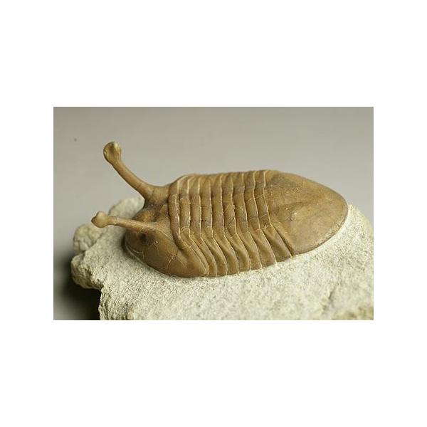 二本の長い角が特徴的な三葉虫です。メインの個体は裏返しで母岩に付いており、口角がはっきりと残存している貴重な標本です。オルドビス紀中期　Volhov River,Saint Petersburg,Russia化石本体：5.2×3.5cm