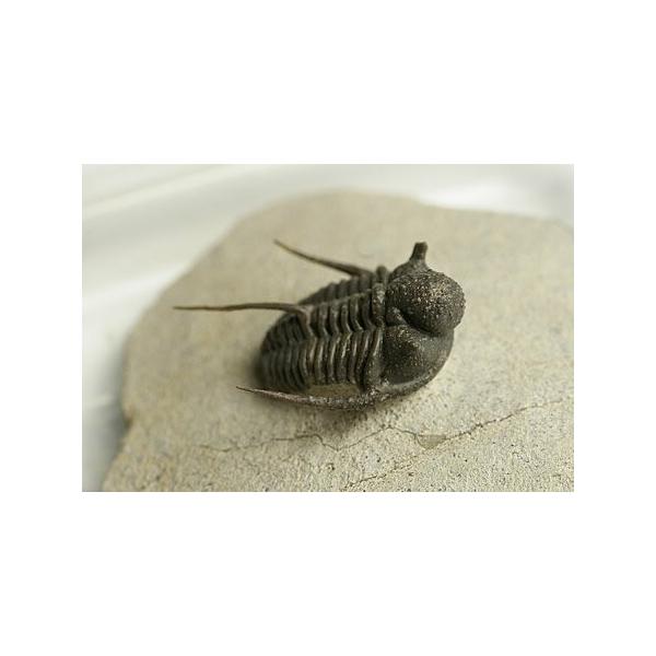 非常に保存状態が良好なモロッコ産三葉虫標本です。Alnifは有名な三葉虫化石の産地で様々な種類の三葉虫が発掘されています。※リペア箇所がある場合があります。ご了承下さい。デボン期　Alnif, Mrocco. 化石本体：約3.8×2.6×1...