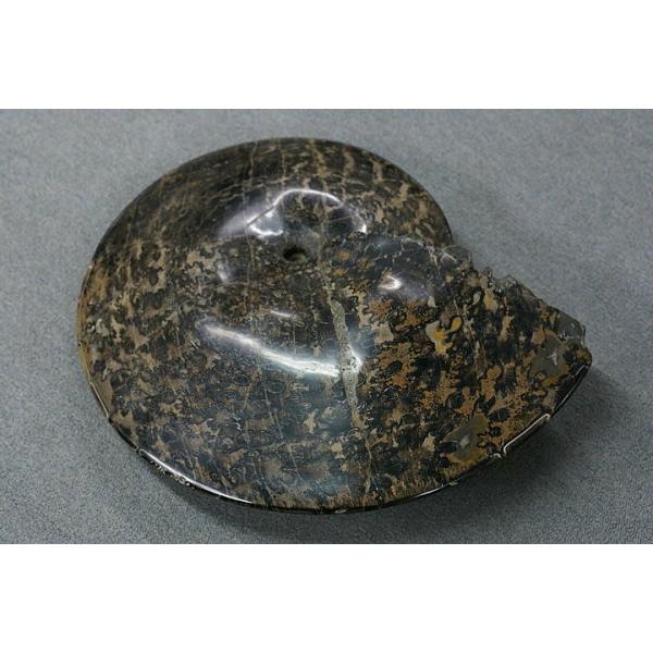 51×42×16cm　 超大型のアンモナイト化石です。単体のアンモナイト化石としてはかなり大きい部類に入ります。迫力満点です。※モロッコ産　全面磨き