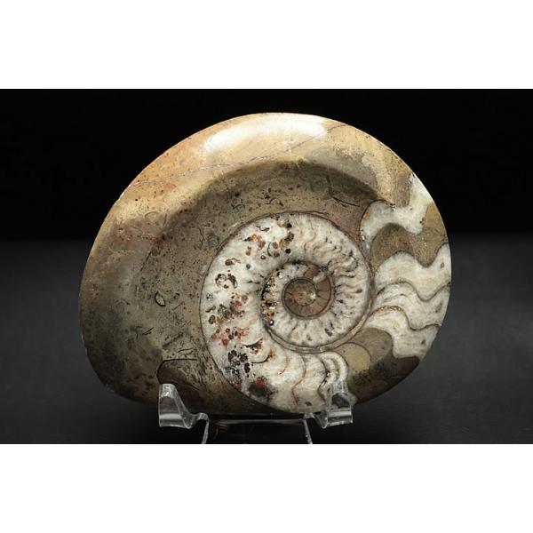 8.2×6.7×1.5cm　重さ:125g　モロッコ産のアンモナイト化石でございます。アンモナイトの形に添って立体的な磨きをかけています。お手頃なサイズと価格です。　Erfoud, Morocco　※デボン紀　3億7000万年前　※商品に台...