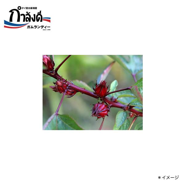 ビタミンCやクエン酸がたっぷりのハイビスカスの種子　約１５粒入り　です。お肌や疲れにとてもいいハイビスカスティーを無農薬で作りませんか。当店よりお届けしている種は、発芽確認済みです。不的確な条件によっては発芽しないこともございます。そのため...