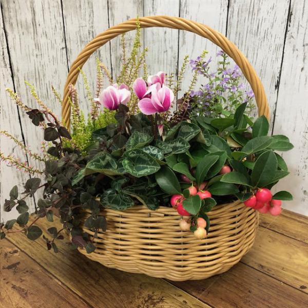 手付きの手頃サイズのバスケットに、季節の代表的な花苗を寄せ植えしました。大きさも手頃で、どんな場所にも置いて楽しんで頂けます。ちょっとしたギフトとしても最適！しっかり植え込んであるので(いくつかの苗をポットごと入れてラッピングしてあるだけの...