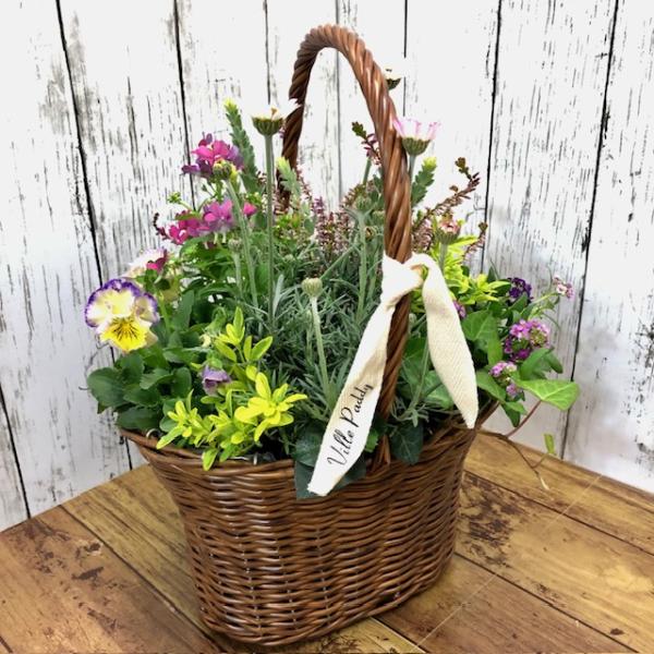 手付きの手頃サイズのバスケットに、季節の代表的な花苗を寄せ植えしました。大きさも手頃で、どんな場所にも置いて楽しんで頂けます。ちょっとしたギフトとしても最適！しっかり植え込んであるので(いくつかの苗をポットごと入れてラッピングしてあるだけの...