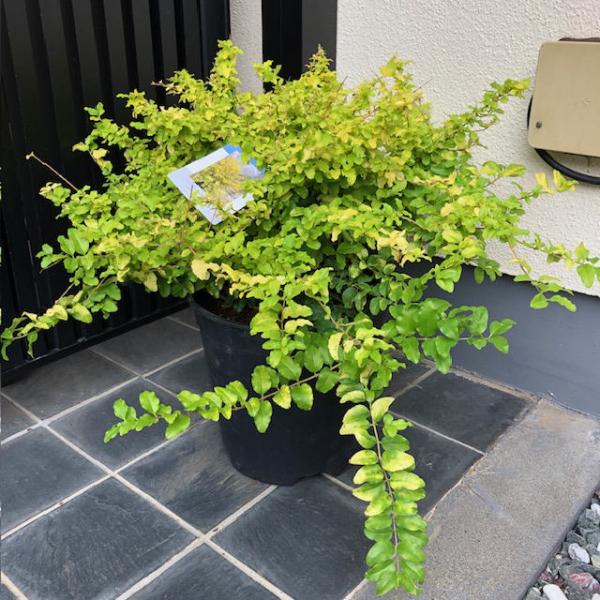 サイズ：8号（直径→24cm）樹高→60センチ程度＊1月撮影画像（春になると全体が斑入りのライム色になります）