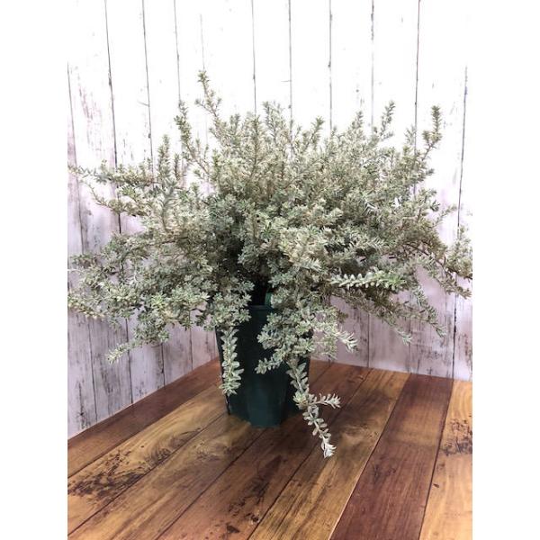 サイズ：7号（樹高→（土の部分から上）35センチ程度）＊工業製品ではないため、入荷のタイミングによりボリューム・樹高はまちまちです（極端に小さかったりすることはありません）　ご了承ください　