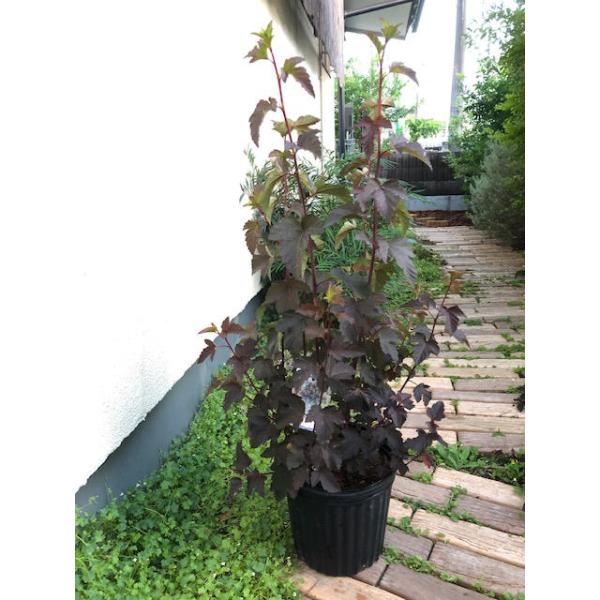 サイズ：7号（鉢直径→21cm）（樹高→50〜100センチ程度）バラ科　耐寒性　落葉低木　花期→5〜6月（ピンクの蕾から白い花が咲く　手毬状に咲く　花後は赤い実が楽しめる）日照→日なた向き切り戻し→比較的自由に出来ますので、初心者さんにも向...