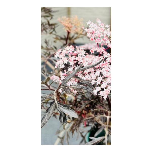 サイズ：6号（鉢の直径18cm）（樹高→時期によりさまざま）＊樹高が高かったり、横張りの大きい苗木が入荷することがあり、その場合送料が1500円超となることもあります　大変恐縮ではございますが、そのようなケースの時は送料を若干加算させて頂き...