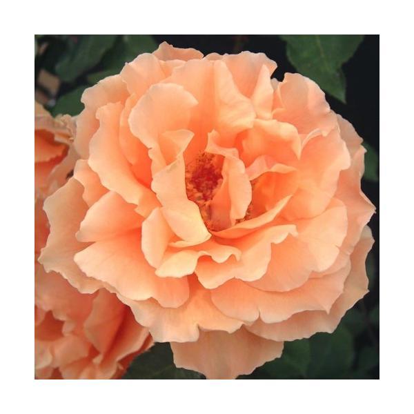 ※この商品は、代引き不可です。接木した新苗をプロの生産者の手によって秋冬まで育て十分に成長させてある大苗です。鉢植えや地植えなど育てやすく失敗が少ないので初心者におすすめです。大苗販売の為、開花したバラのお届けではありません。お届けイメージ...