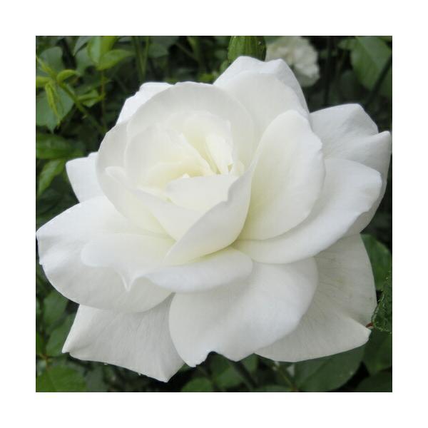 ※この商品は、代引き不可です。接木した新苗をプロの生産者の手によって秋冬まで育て十分に成長させてある大苗です。鉢植えや地植えなど育てやすく失敗が少ないので初心者におすすめです。大苗販売の為、開花したバラのお届けではありません。お届けイメージ...