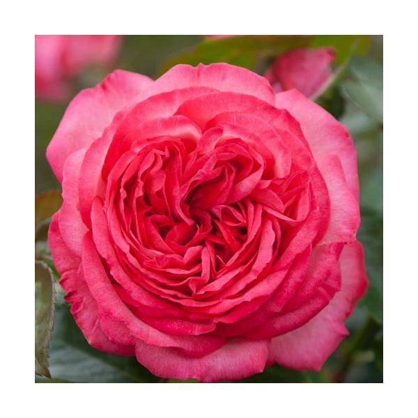 ※この商品は、代引き不可です。接木した新苗をプロの生産者の手によって秋冬まで育て十分に成長させてある大苗です。鉢植えや地植えなど育てやすく失敗が少ないので初心者におすすめです。大苗販売の為、開花したバラのお届けではありません。お届けイメージ...