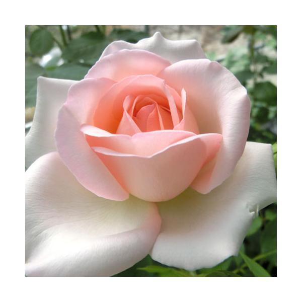 ※この商品は、代引き不可です。接木した新苗をプロの生産者の手によって秋冬まで育て十分に成長させてある大苗です。鉢植えや地植えなど育てやすく失敗が少ないので初心者におすすめです。大苗販売の為、開花したバラのお届けではありません。お届けイメージ...