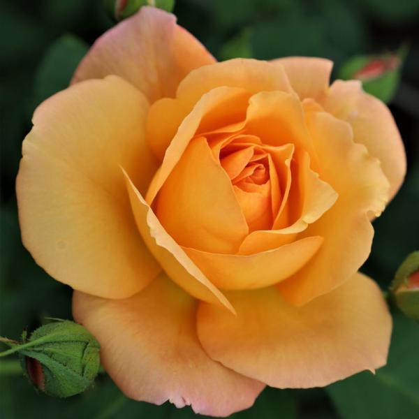 契約バラ農園より直送の為【代引き不可】接木した新苗をプロの生産者の手によって秋冬まで育て十分に成長させてある大苗です。鉢植えや地植えなど育てやすく失敗が少ないので初心者におすすめです。大苗販売の為、開花したバラのお届けではありません。お届け...