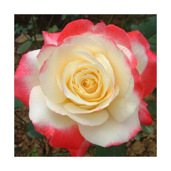 ※この商品は、代引き不可です。接木した新苗をプロの生産者の手によって秋冬まで育て十分に成長させてある大苗です。鉢植えや地植えなど育てやすく失敗が少ないので初心者におすすめです。大苗販売の為、開花したバラのお届けではありません。お届けイメージ...