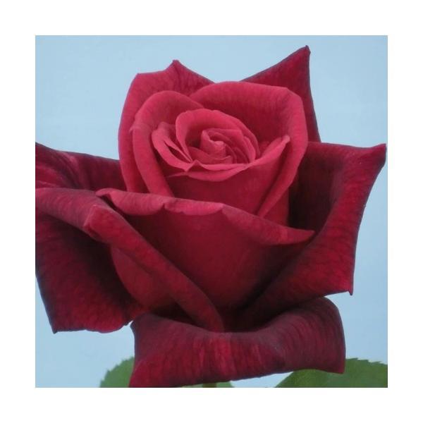 ※この商品は、代引き不可です。接木した新苗をプロの生産者の手によって秋冬まで育て十分に成長させてある大苗です。鉢植えや地植えなど育てやすく失敗が少ないので初心者におすすめです。大苗販売の為、開花したバラのお届けではありません。お届けイメージ...