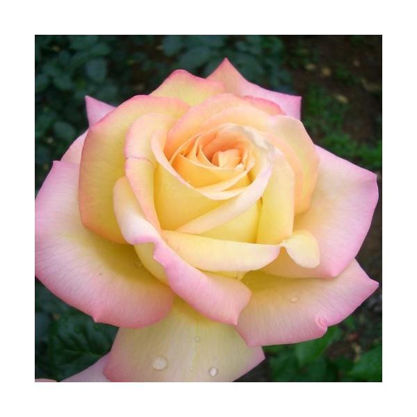 ※この商品は、代引き不可です。接木した新苗をプロの生産者の手によって秋冬まで育て十分に成長させてある大苗です。鉢植えや地植えなど育てやすく失敗が少ないので初心者におすすめです。大苗販売の為、開花したバラのお届けではありません。お届けイメージ...