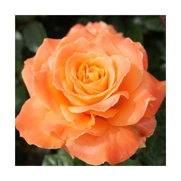 ※この商品は、代引き不可です。接木した新苗をプロの生産者の手によって秋冬まで育て十分に成長させてある大苗です。鉢植えや地植えなど育てやすく失敗が少ないので初心者におすすめです。大苗販売の為、開花したバラのお届けではありません。お届けイメージ...