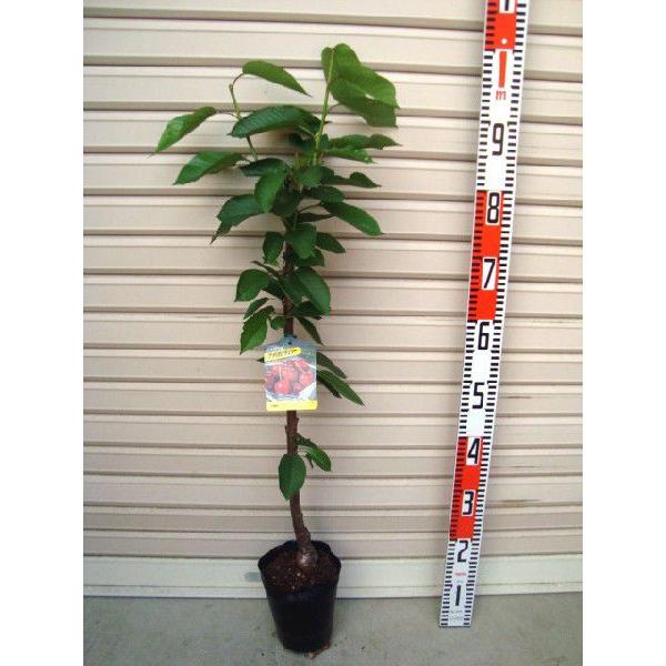 《予約販売商品について》■■発送は２０２４年１２月上旬以降を予定しております■■配送日時指定をご希望の方は２０２４年１２月１６日以降でご指定下さい（※ご指定がない場合は最短にて発送です。堀上順にご用意ができたご注文から出荷となります。また、...