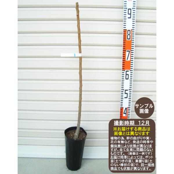 《予約販売商品について》■■発送は２０２６年３月中旬以降を予定しております■■配送日時指定をご希望の方は２０２６年３月２０日以降でご指定下さい（※ご指定がない場合は最短にて発送です。堀上順にご用意ができたご注文から出荷となります。また、出荷...